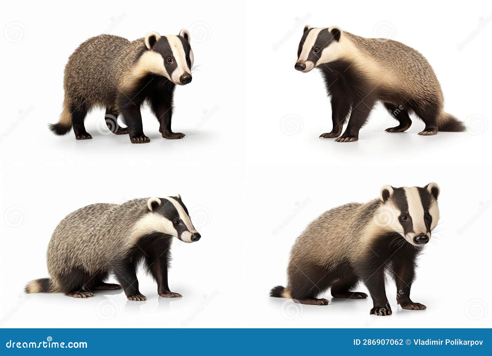 Badger Set Isolated on White Background Stock Illustration ...