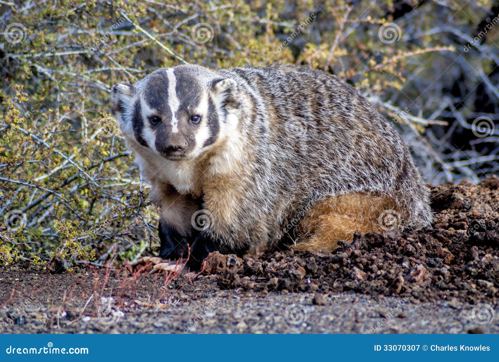 Badger Sits in the Morning Sun Stock Image - Image of animal, badger ...