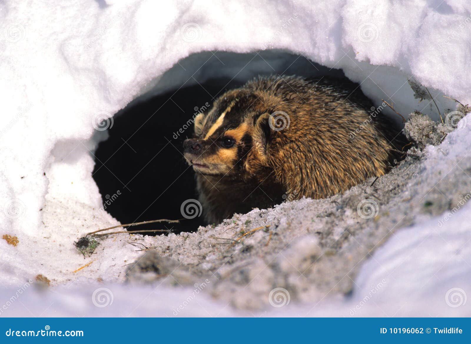 Badger Snarling in Snow stock photo. Image of danger - 10196062