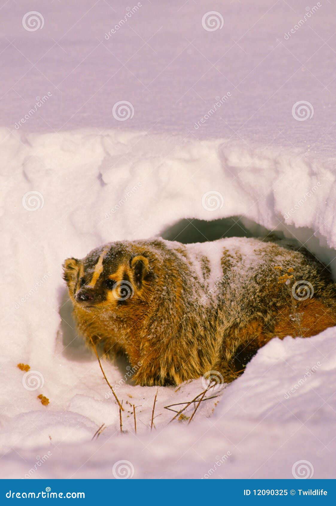 Badger in Snow stock image. Image of snow, winter, wild - 12090325