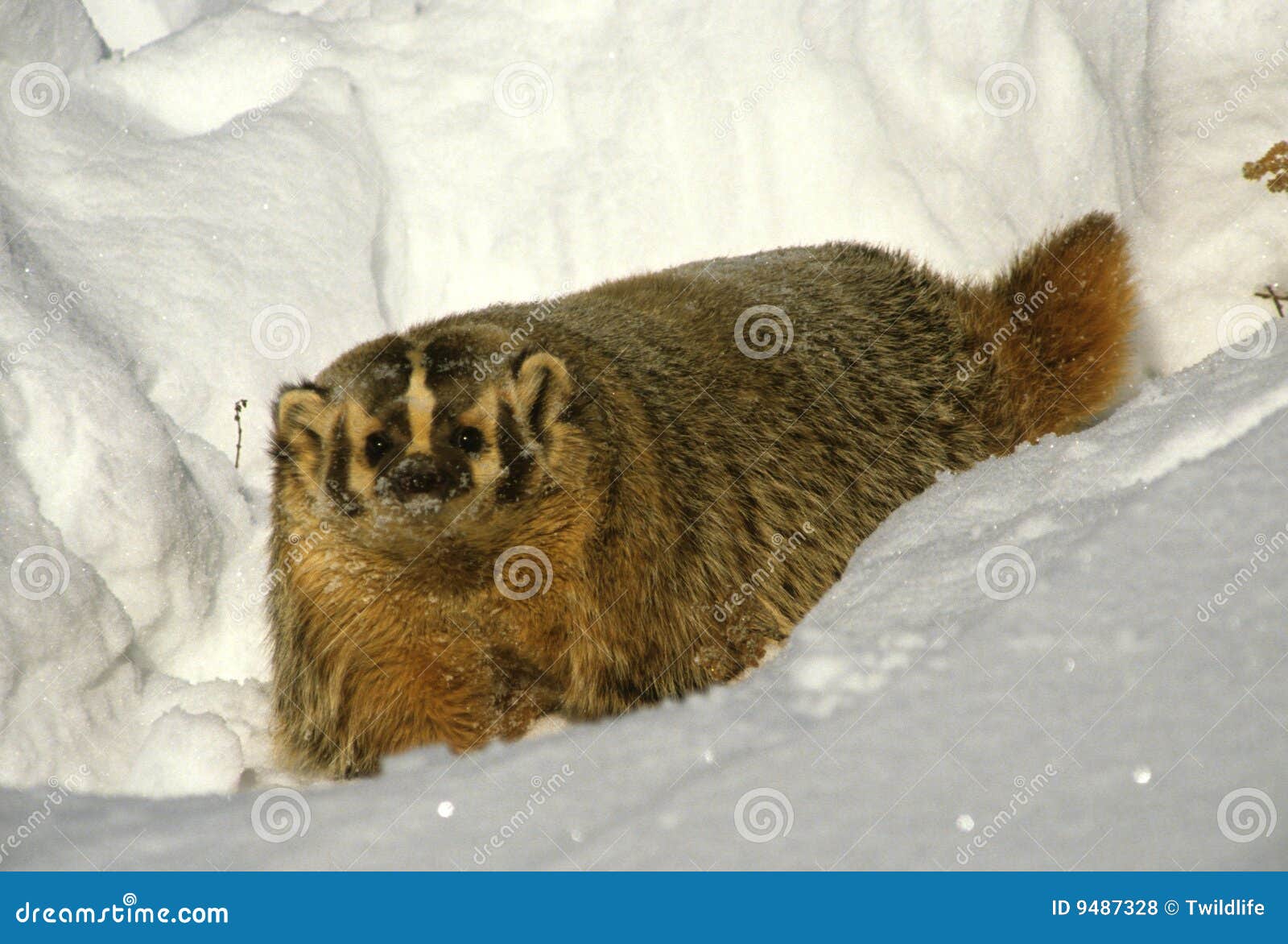 Badger in Snow stock photo. Image of danger, nature, animal - 9487328
