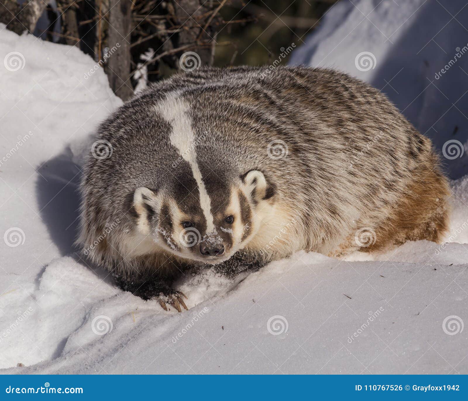 Badger in the Snow stock photo. Image of digger, mammal - 110767526