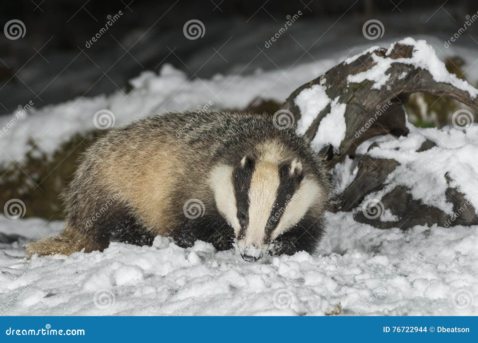 Badger in snow stock photo. Image of tail, scotland, time - 76722944