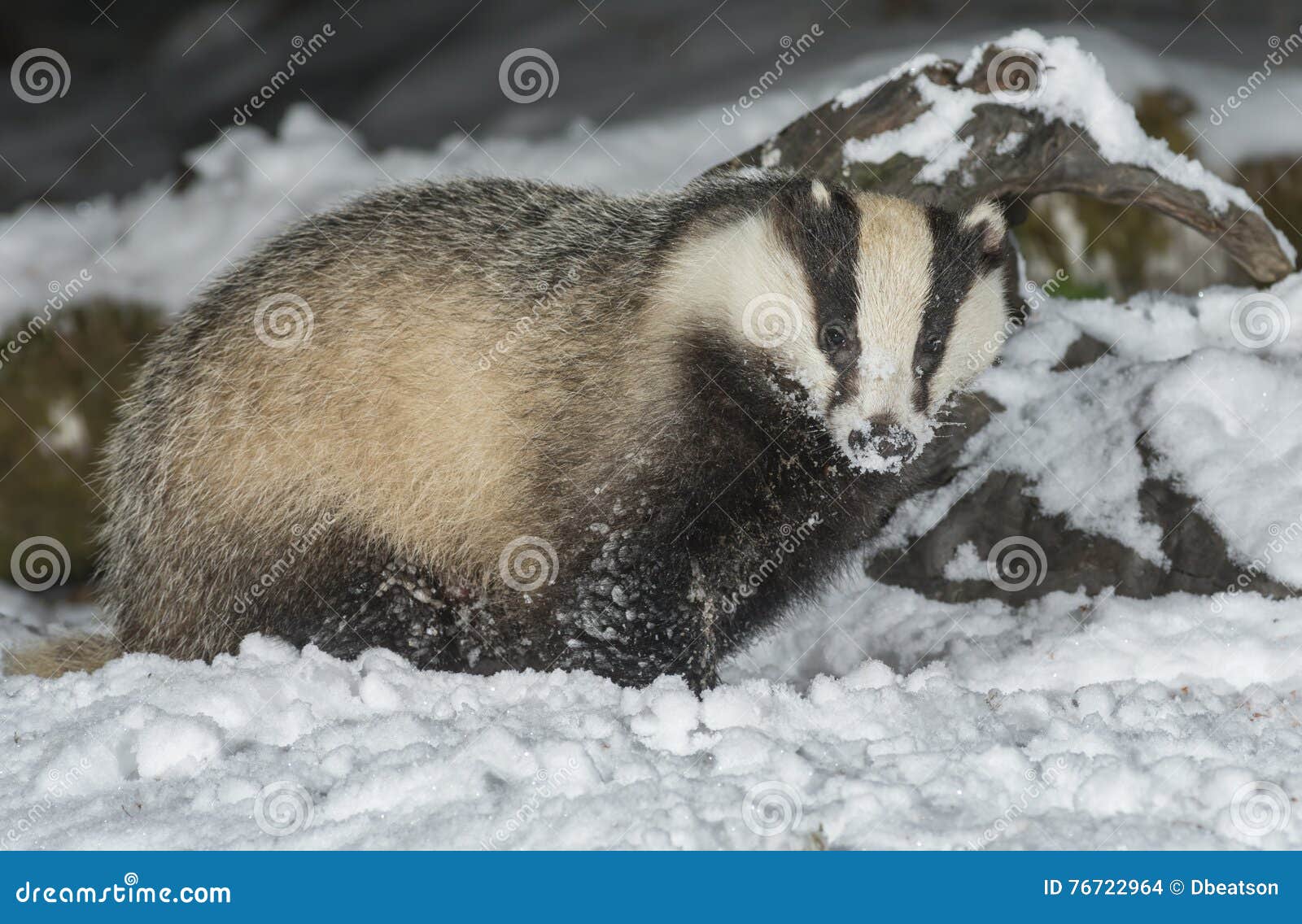 Badger in snow stock photo. Image of nose, white, tail - 76722964