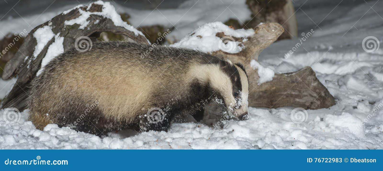 Badger in snow stock image. Image of eyes, scotland, snow - 76722983