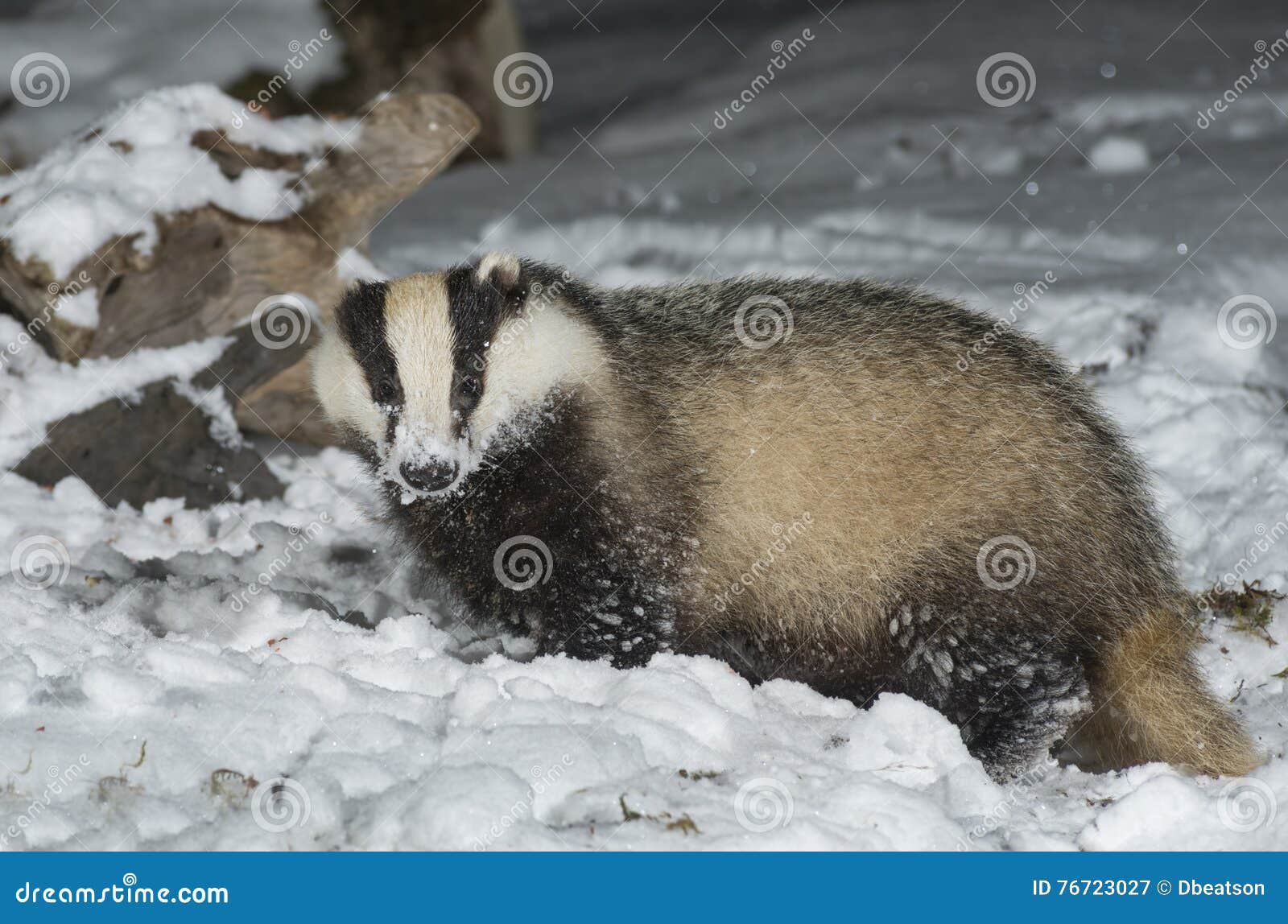 Badger in snow stock image. Image of black, tail, snow - 76723027