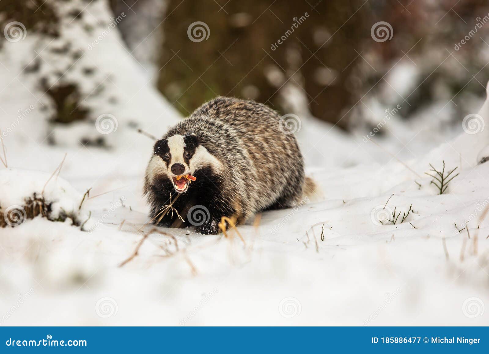 European Badger Meles Meles Stock Image - Image of cute, eurasian ...