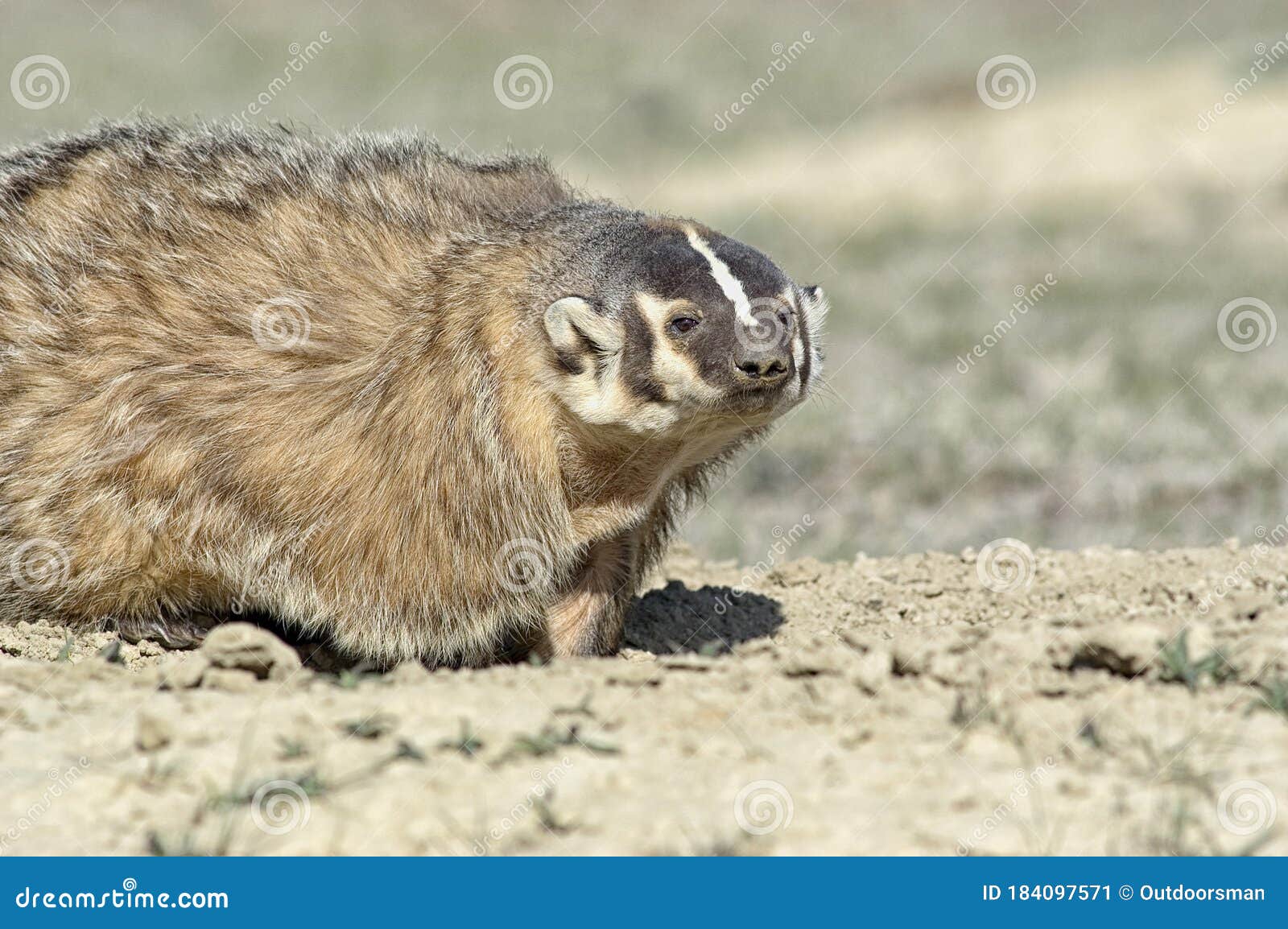 Badger Standing on Den in North Dakota Badlands Stock Image - Image of ...