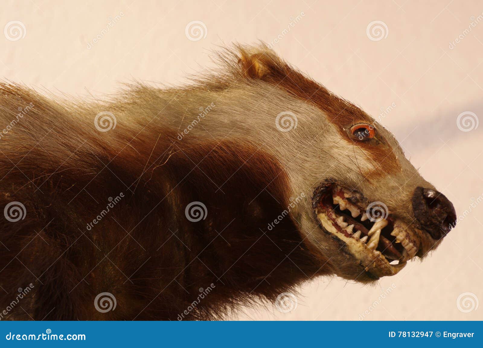 Badger taxidermy stock image. Image of taxidermy, beast - 78132947