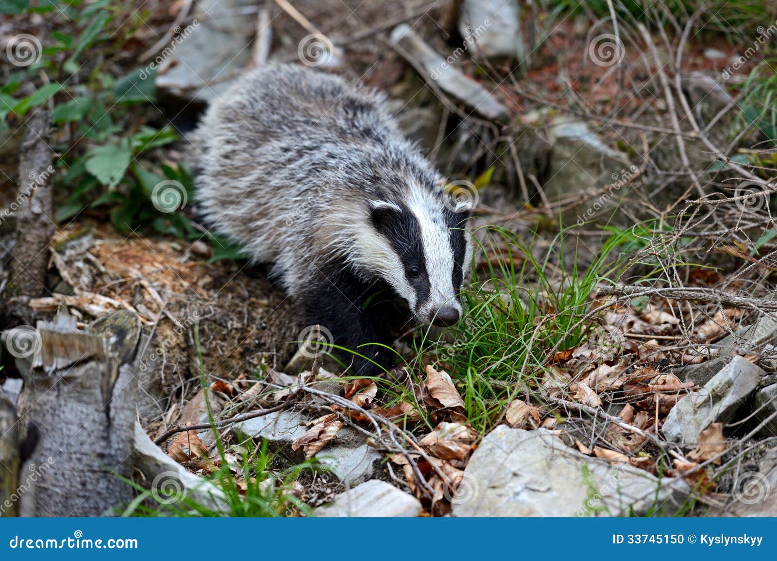 Badger stock photo. Image of nature, eyes, animals, themes - 33745150