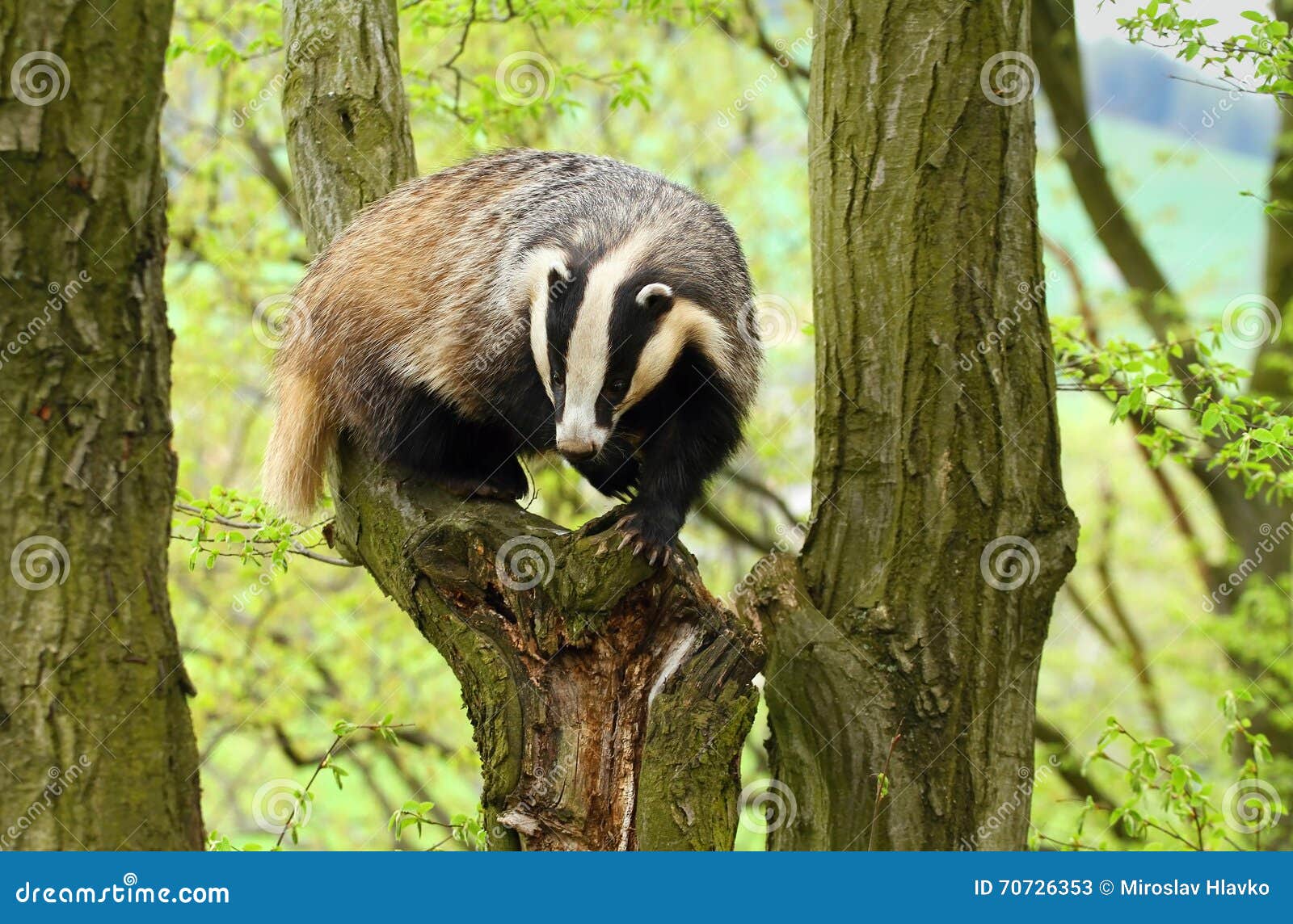 Badger on tree stock image. Image of weasel, badger, hairy - 70726353