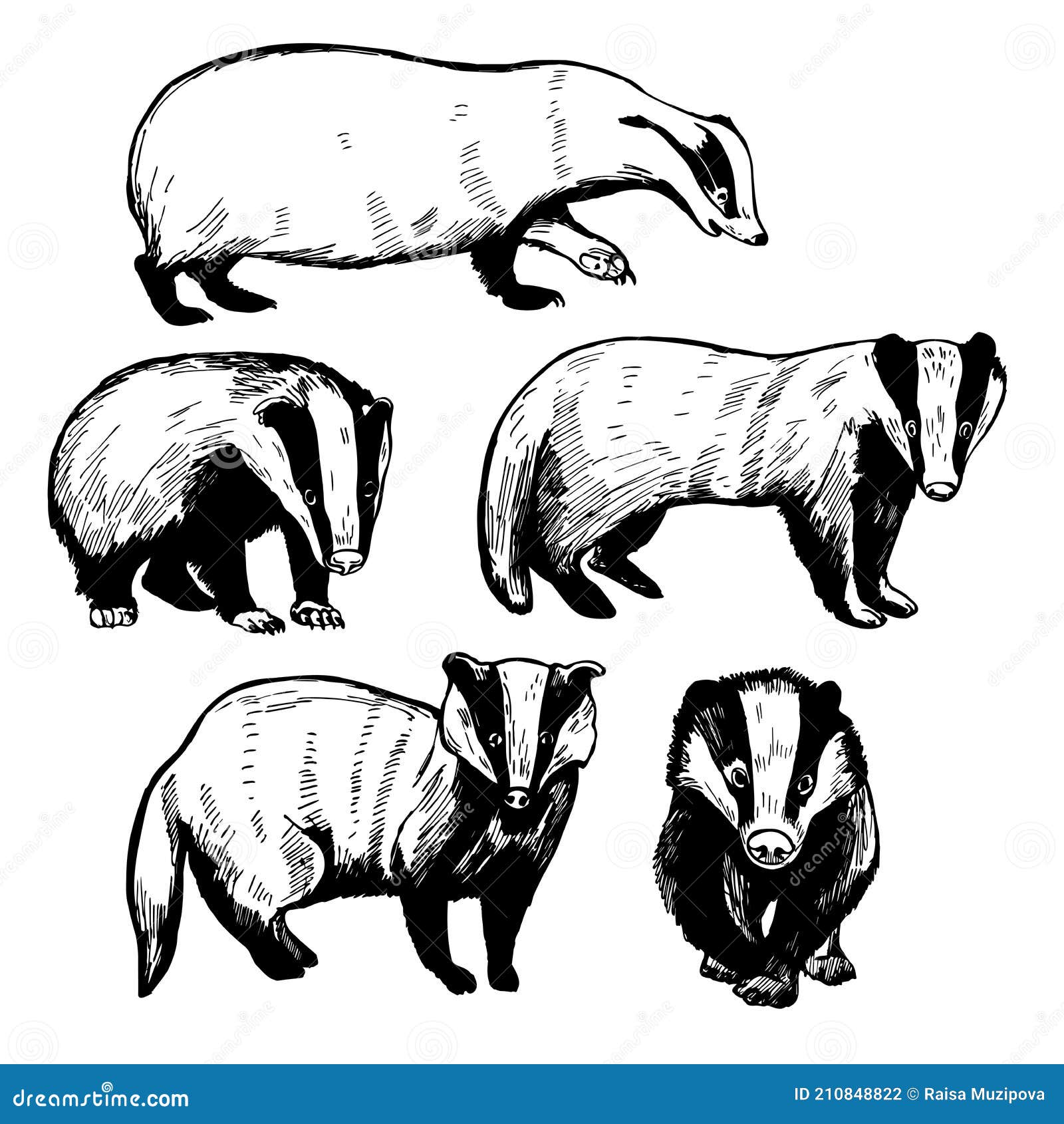Badger. Vector Illustration Stock Vector - Illustration of bear, animal ...