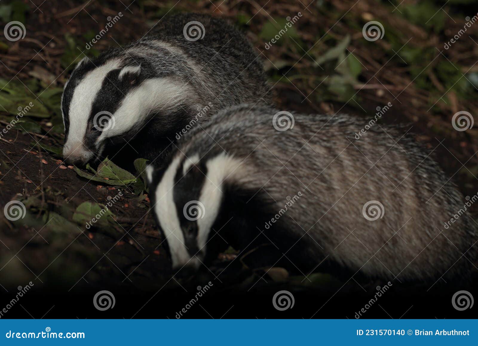 Badger. stock photo. Image of wild, badgers, profile - 231570140