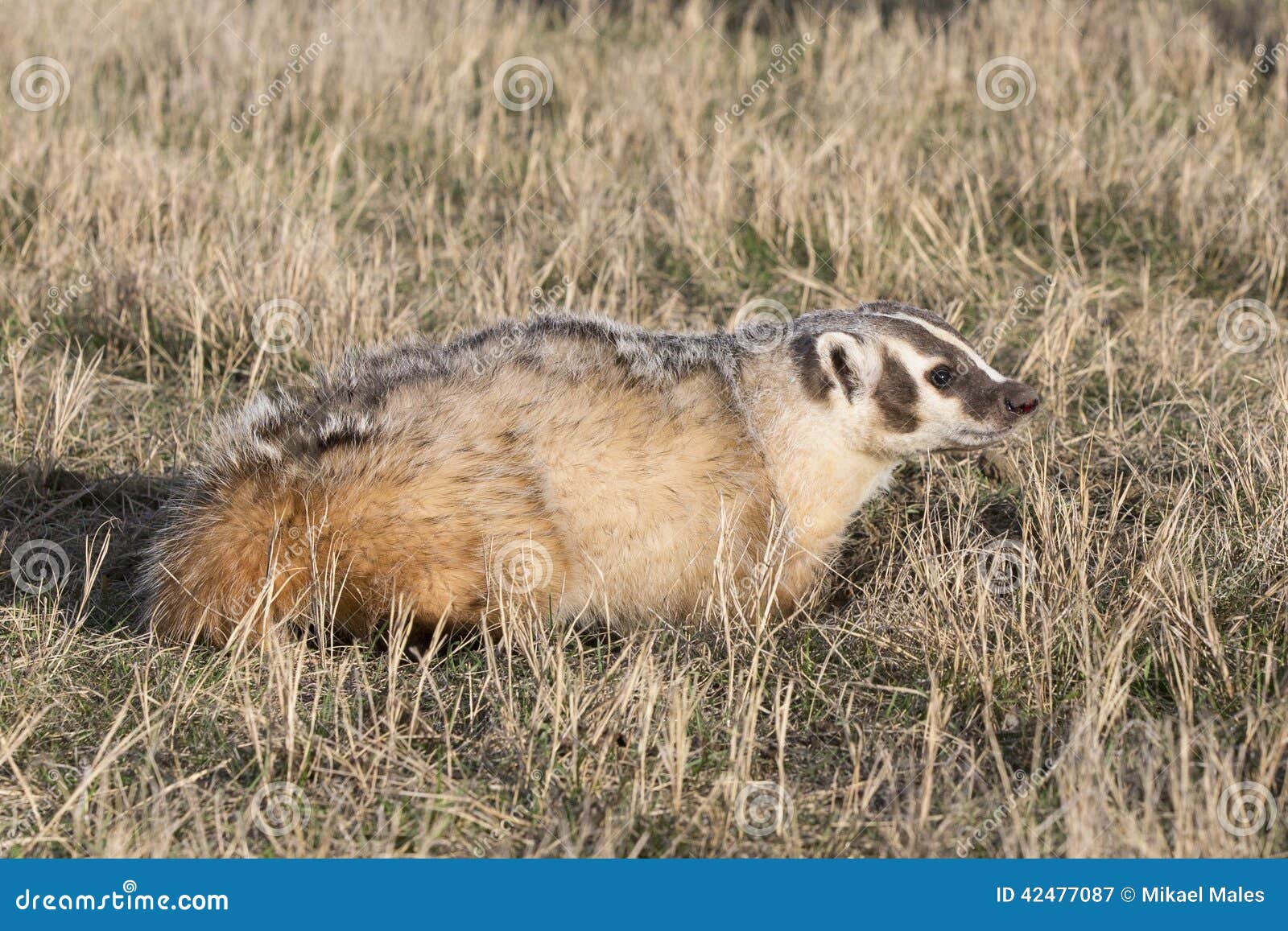 Badger Walking in the Prairie Grass Stock Image - Image of dakota ...