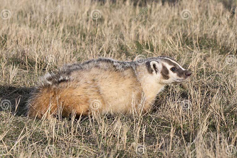 Badger Walking in the Prairie Grass Stock Image - Image of dakota ...