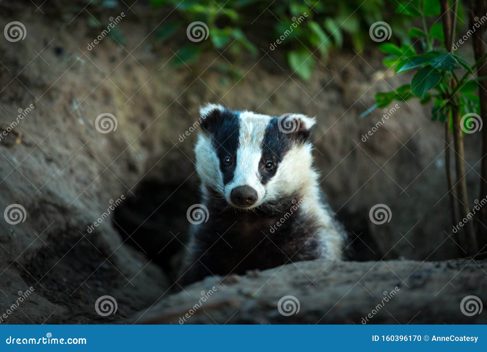 Badger, Wild, Native Badger, Facing Forward and Emerging from the ...