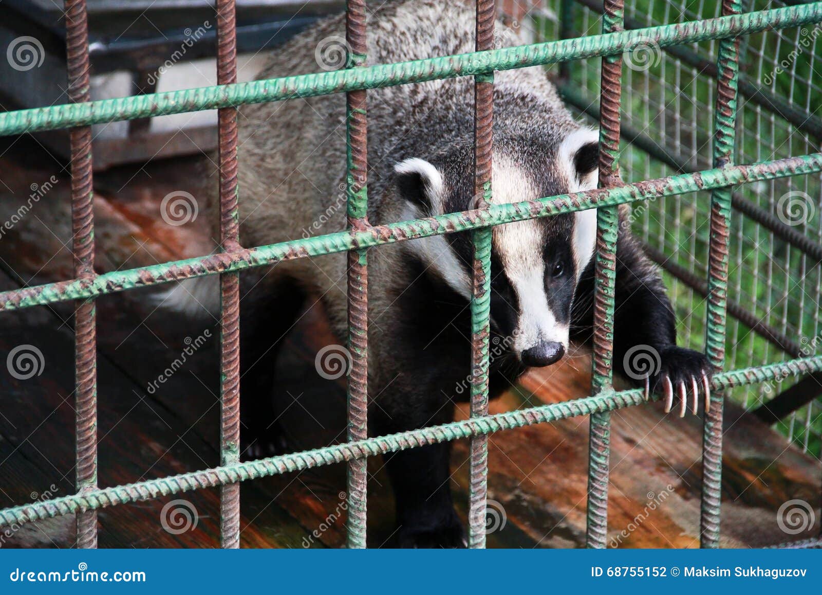 Badger stock photo. Image of nature, badger, animal, honey - 68755152