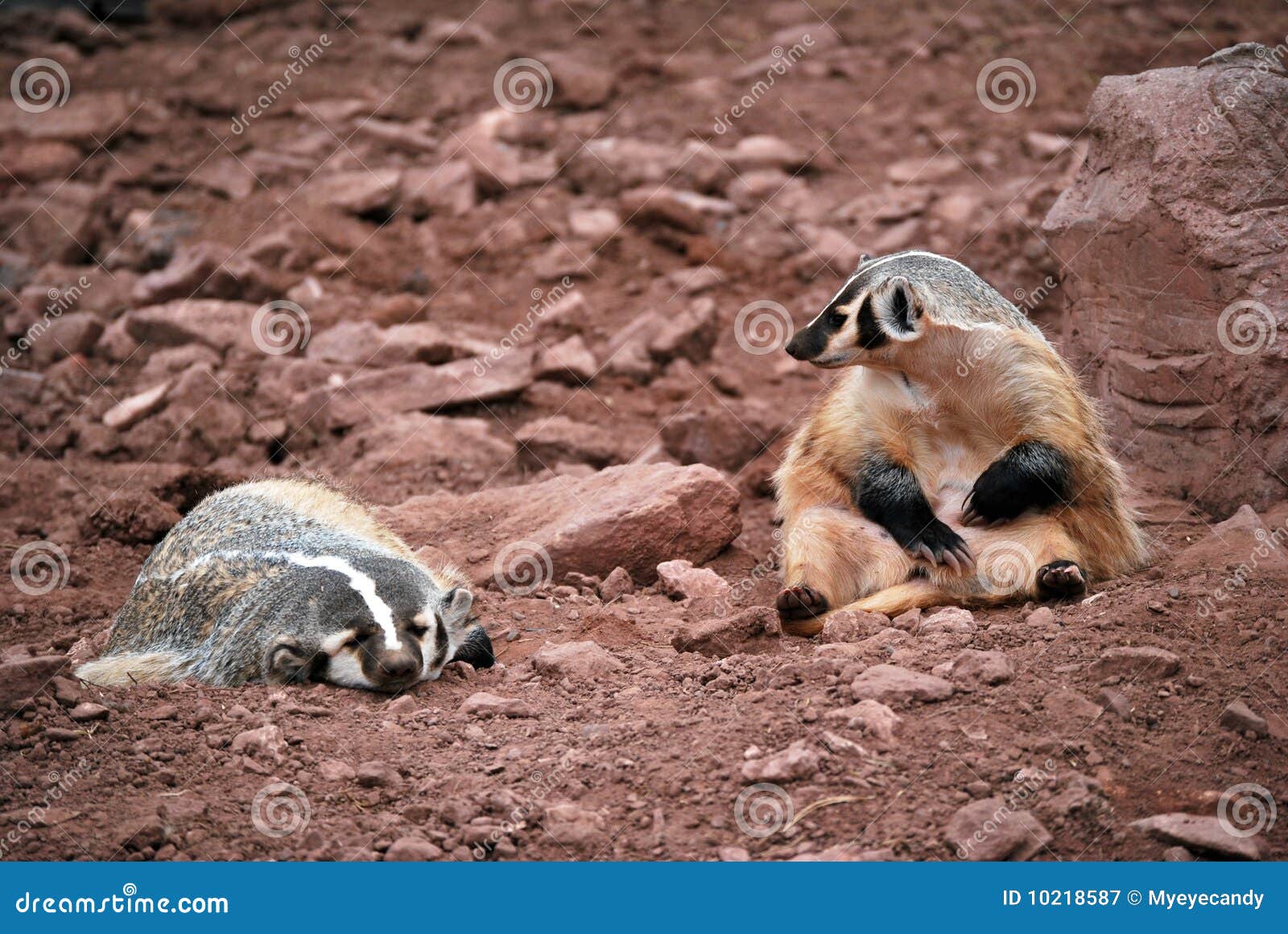 Badgers stock image. Image of mammals, female, dirt, couple - 10218587