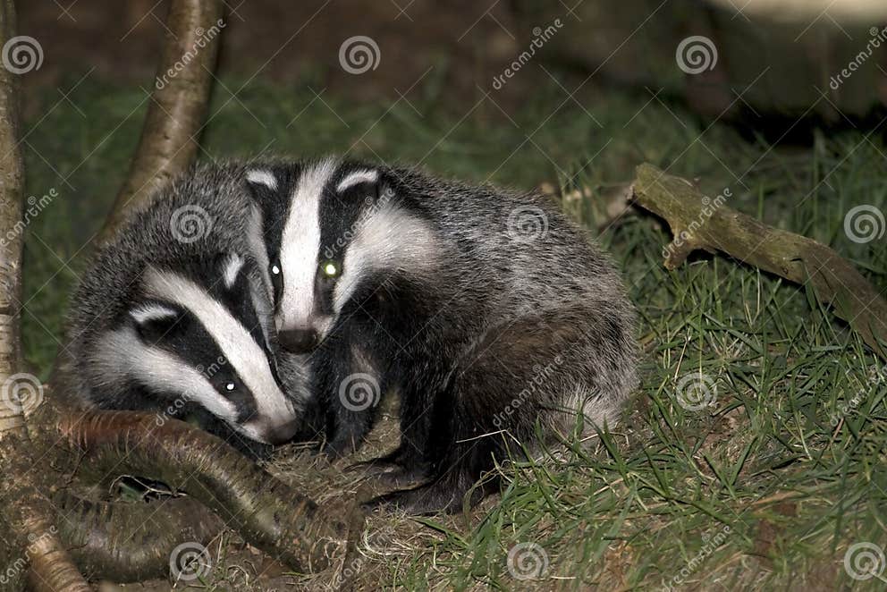 Badgers stock image. Image of predator, touch, behavior - 28128859