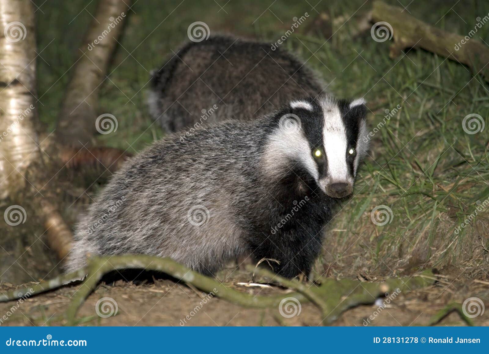Badgers stock photo. Image of drenthe, black, european - 28131278