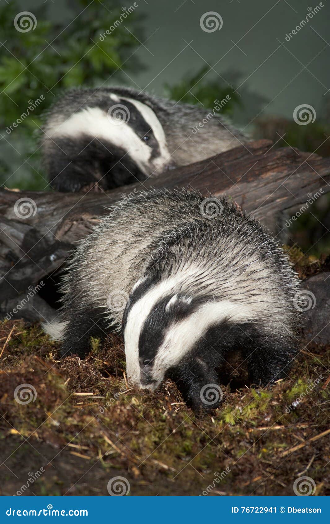 Badgers on log stock image. Image of cold, badgers, eyes - 76722941
