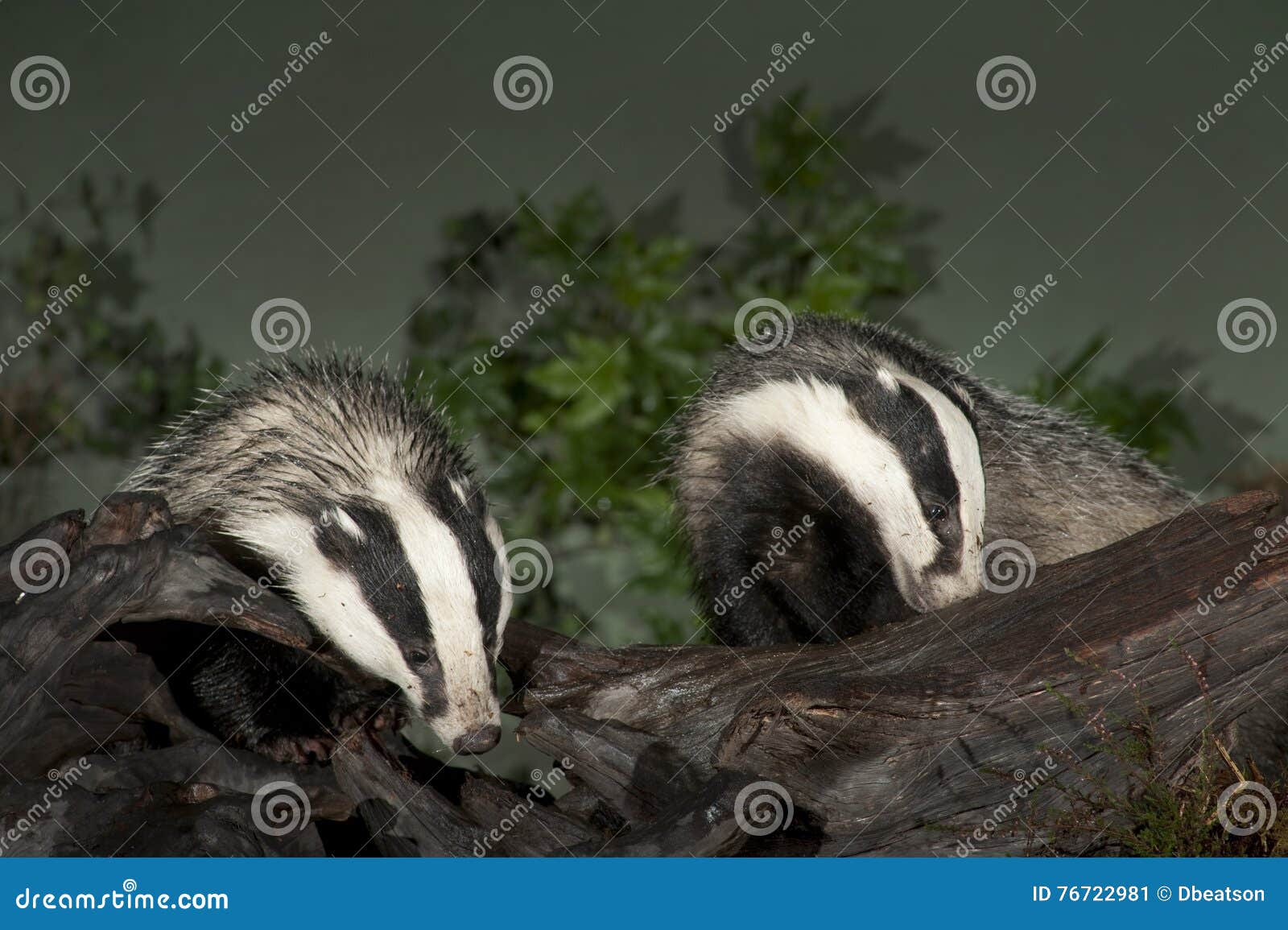 Badgers on log stock image. Image of badger, food, woodland - 76722981