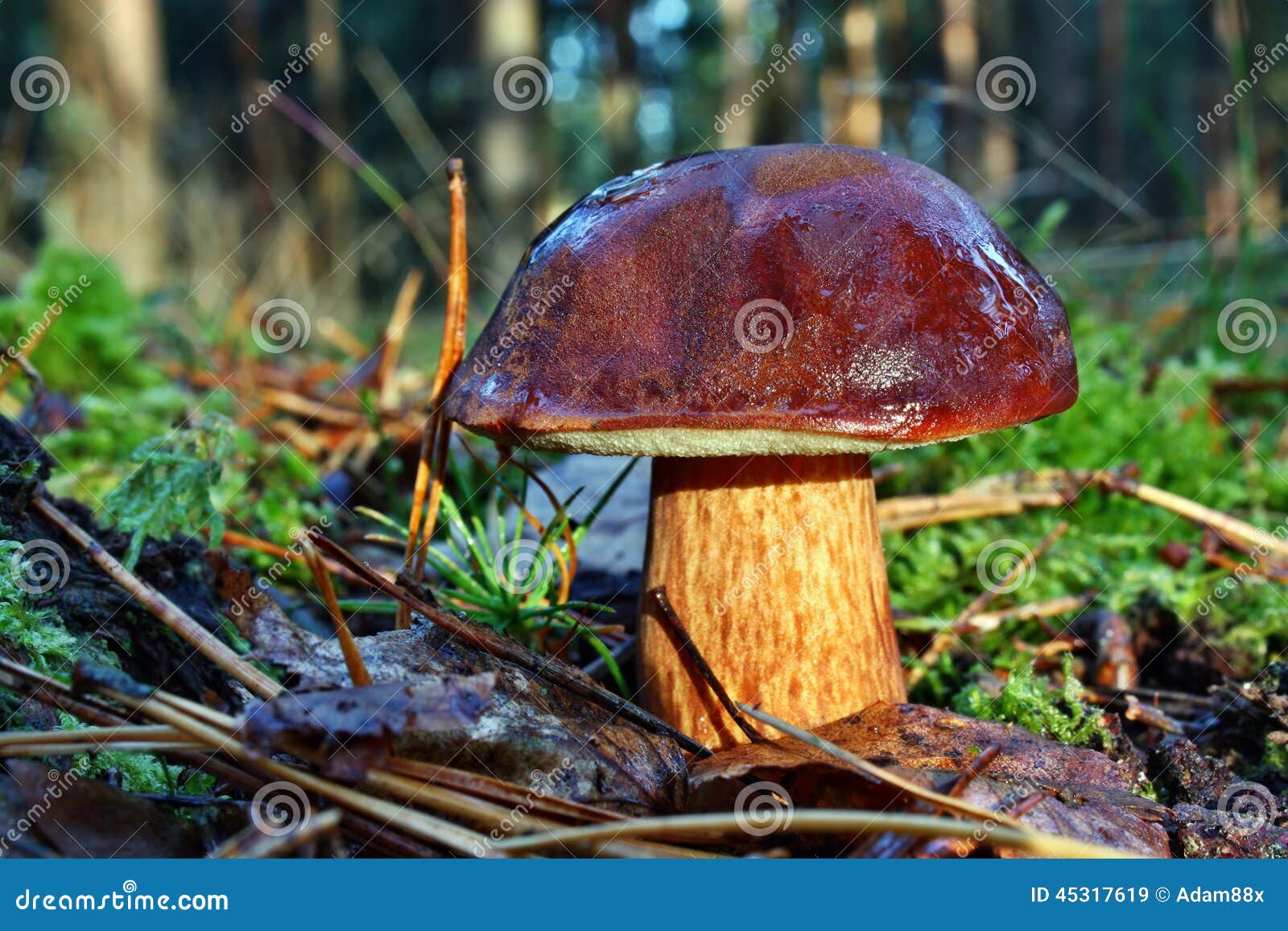 Badius Di Xerocomus Del Fungo Immagine Stock - Immagine di nave, cielo ...