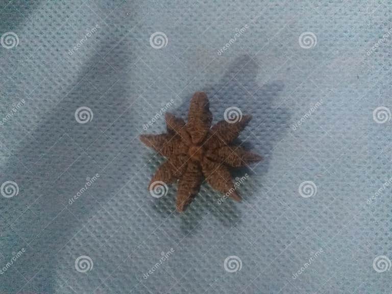 Badiyan Phool Star Phool Front Side Position Stock Photo - Image of ...