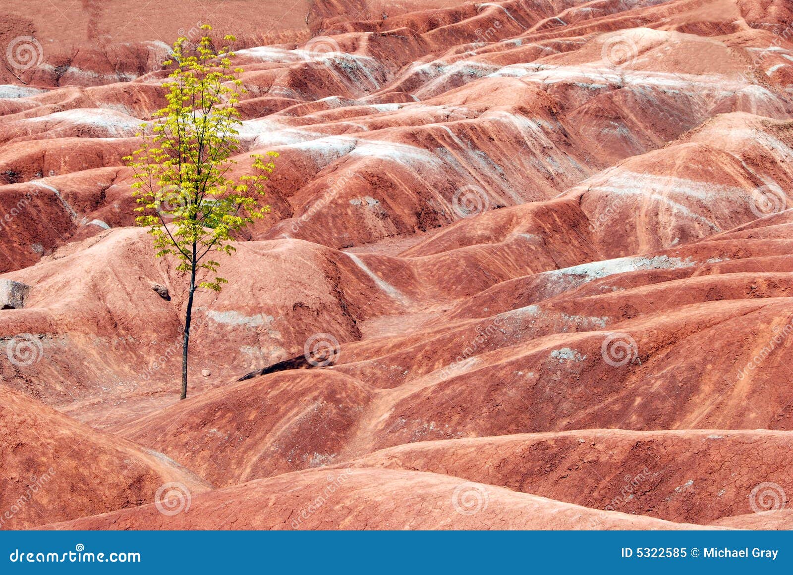 8,846 Badlands Tree Photos - Free & Royalty-Free Stock Photos from ...