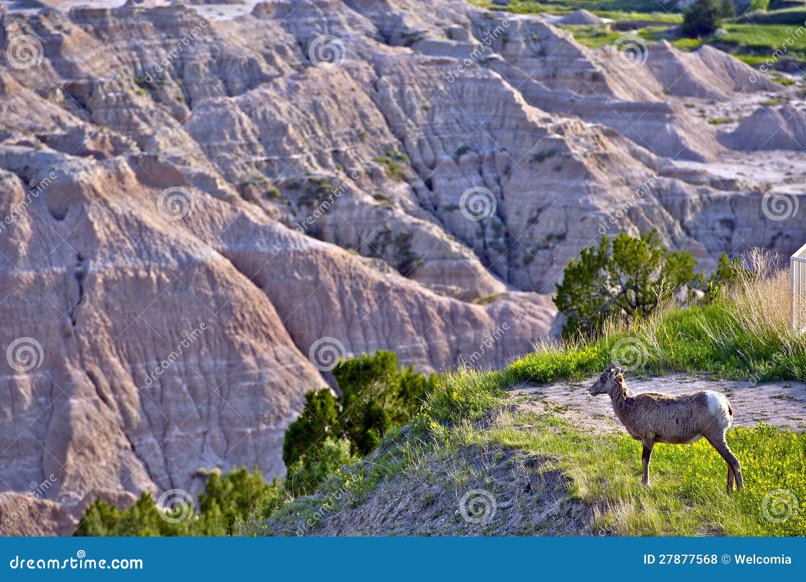 Badlands Wildlife Animals stock photo. Image of badlands - 27877568