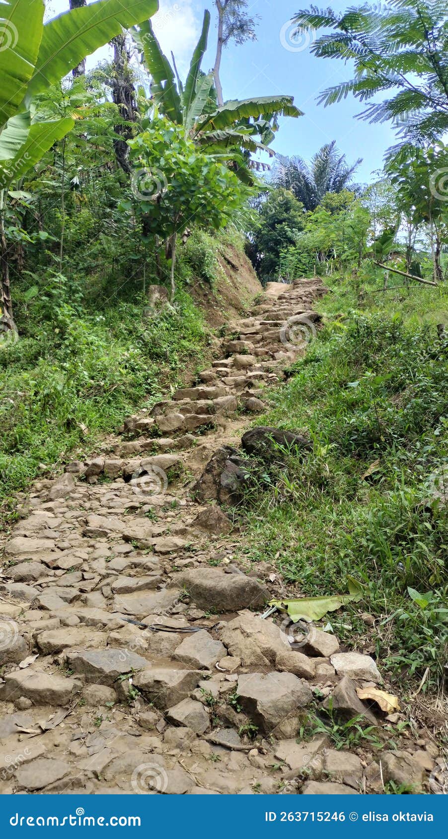 Baduy Track stock photo. Image of wilderness, terrain - 263715246