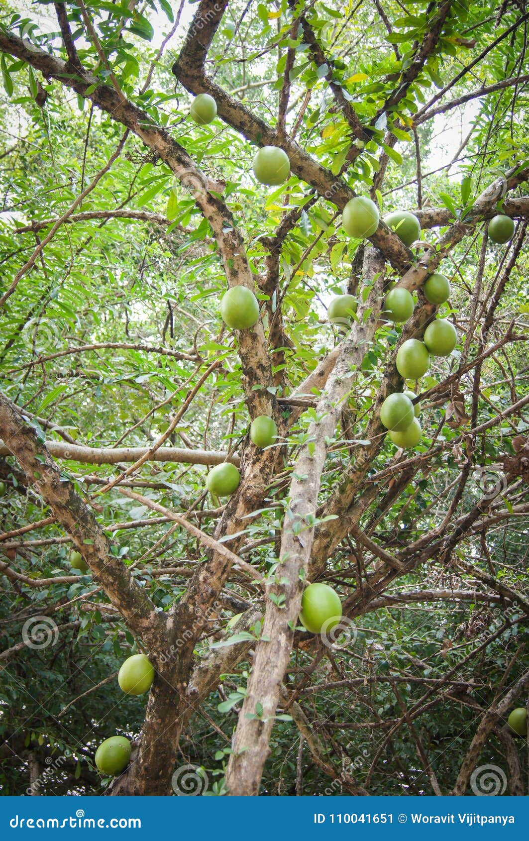 Bael fruit stock image. Image of golden, bright, bokeh - 110041651