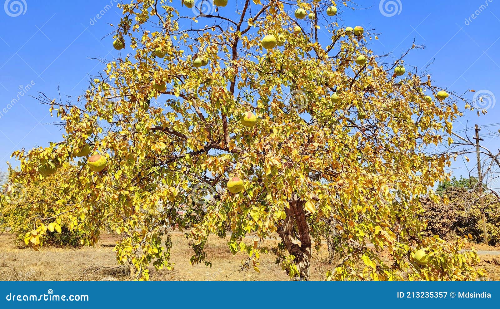Bael fruit tree stock image. Image of leafy, sore, group - 213235357