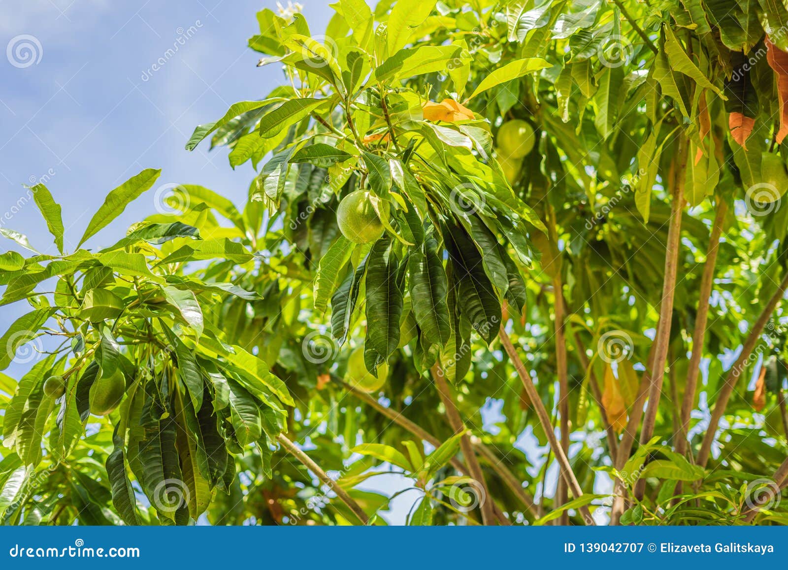 Bael Fruit Wooden Apple on the Tree Stock Image - Image of herb, fruit ...