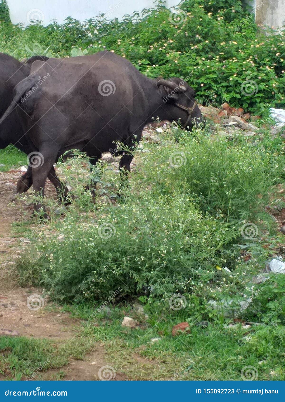 Bafelo andmal stock image. Image of andmal, bhes, bafelo - 155092723