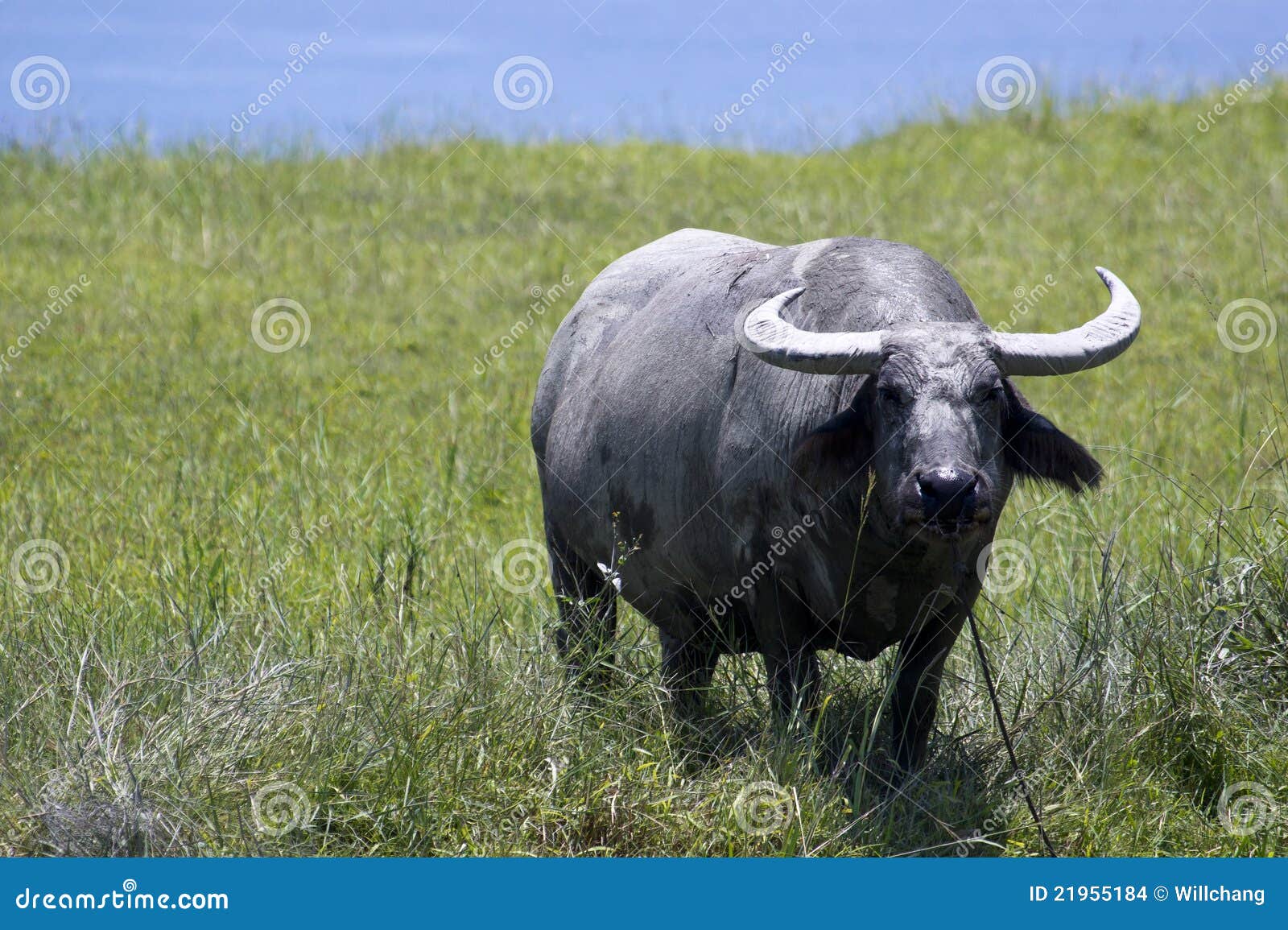 Baffalo stock photo. Image of ocean, taiwan, grass, grey - 21955184