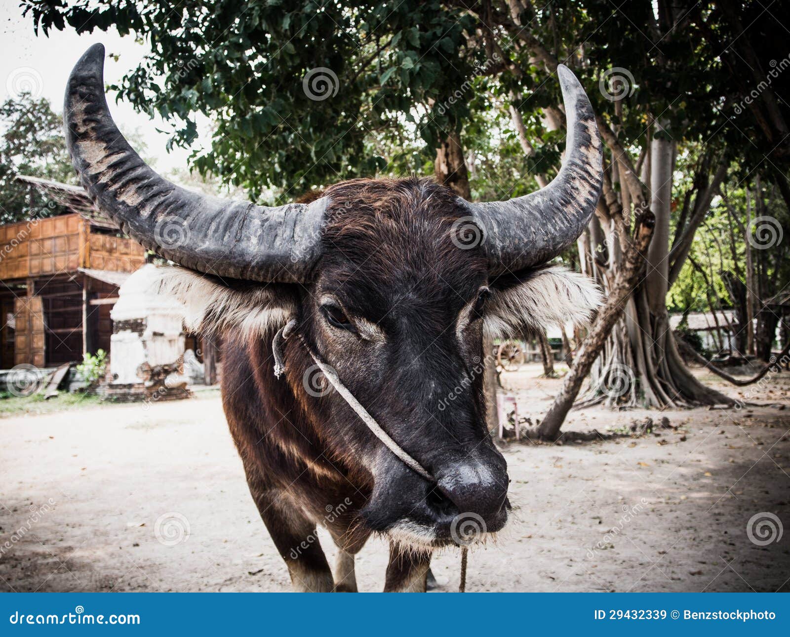 Baffalo stock image. Image of cloud, domestic, buffalo - 29432339
