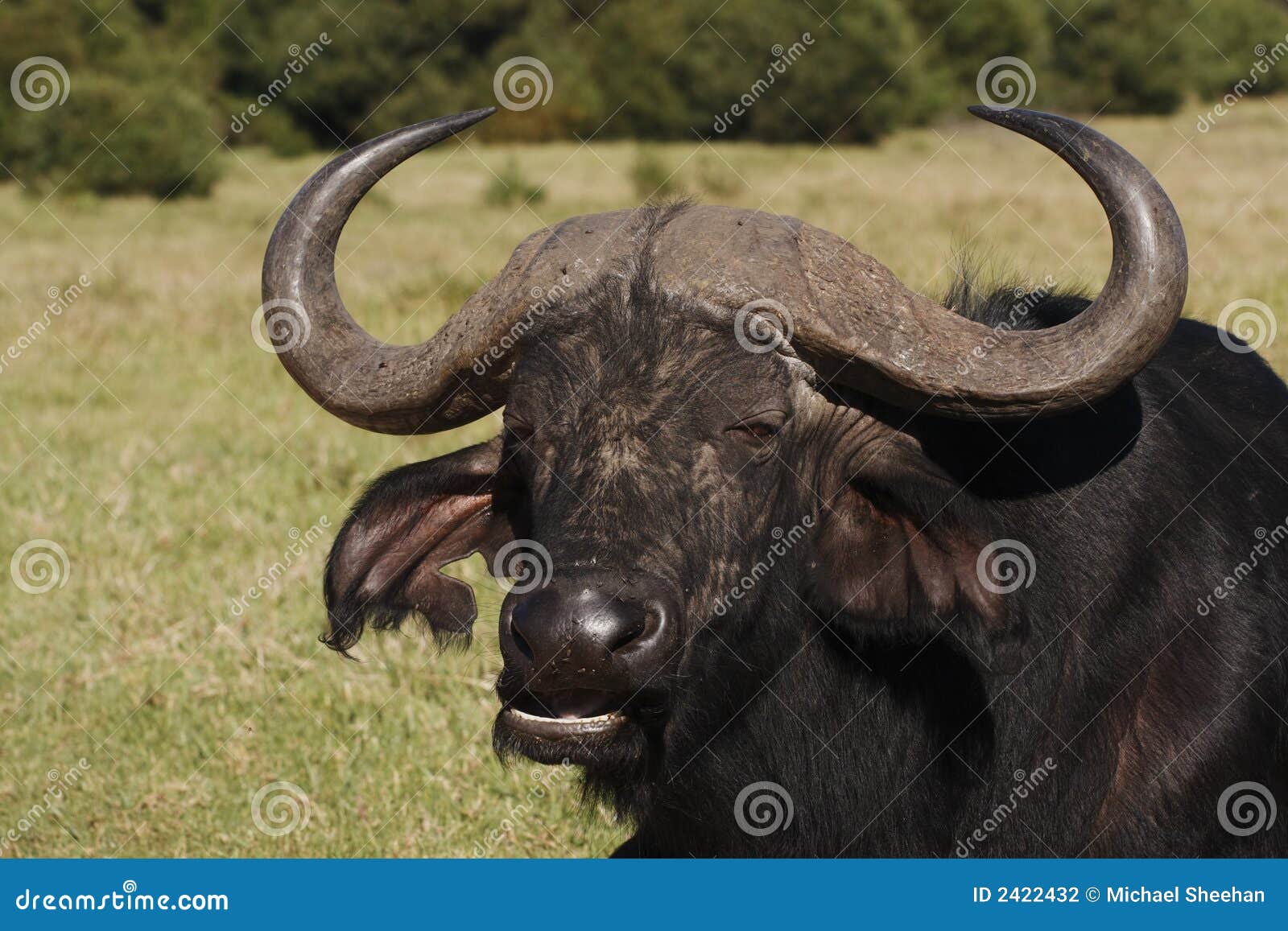 Baffalow chewing stock photo. Image of teeth, bush, grass - 2422432