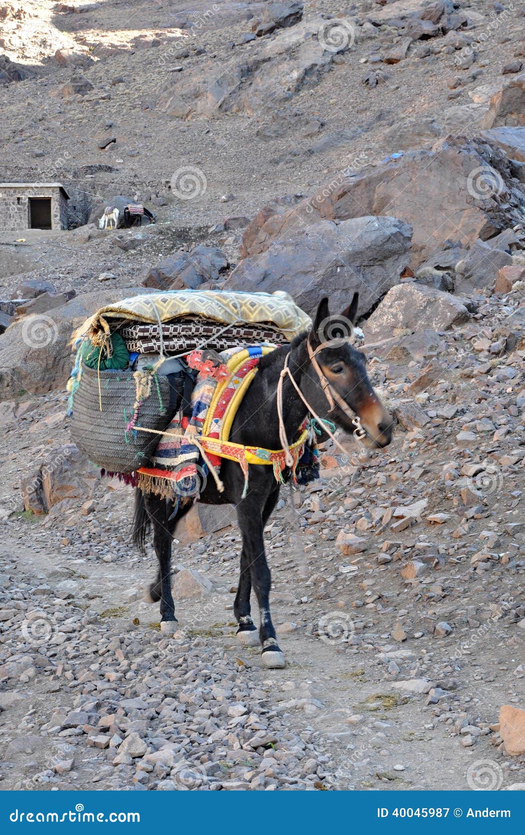 Bag carrying mule stock image. Image of cargo, pack, carrying - 40045987