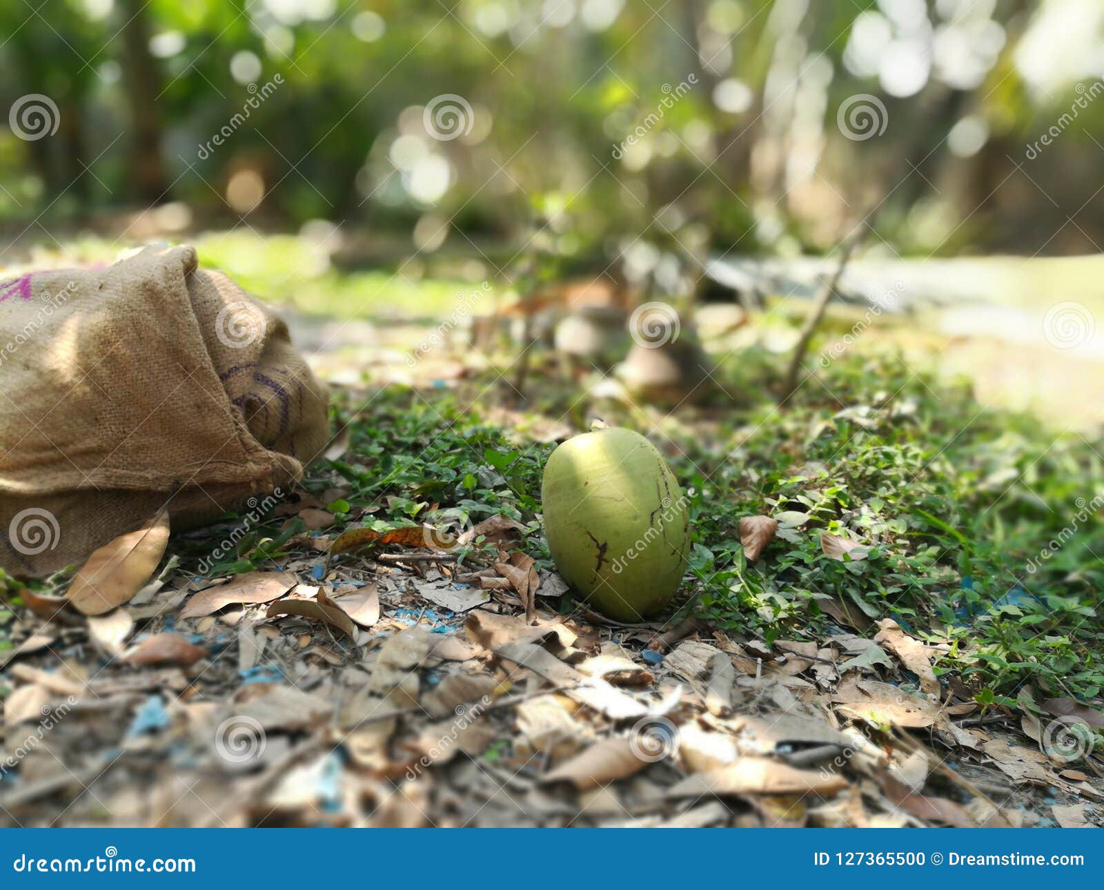 Bag of coconuts stock photo. Image of natural, carribean - 127365500