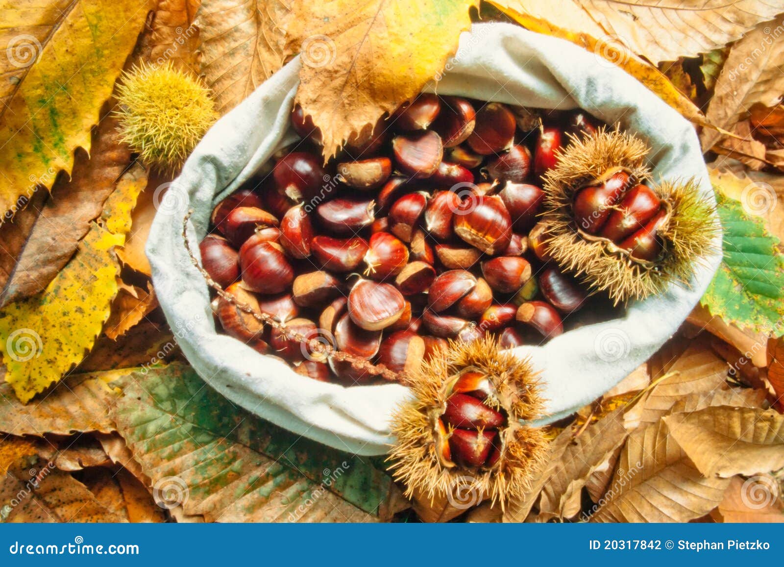 Bag of Delicious Chestnuts with Leaves and Husks Stock Photo - Image of ...