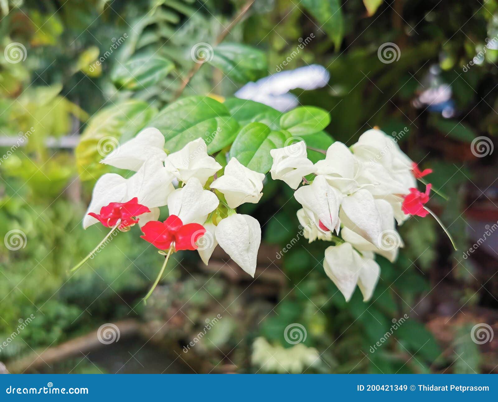 Bag Flower, Bleeding Heart Vine, Broken Heart Flower. Beautiful White ...