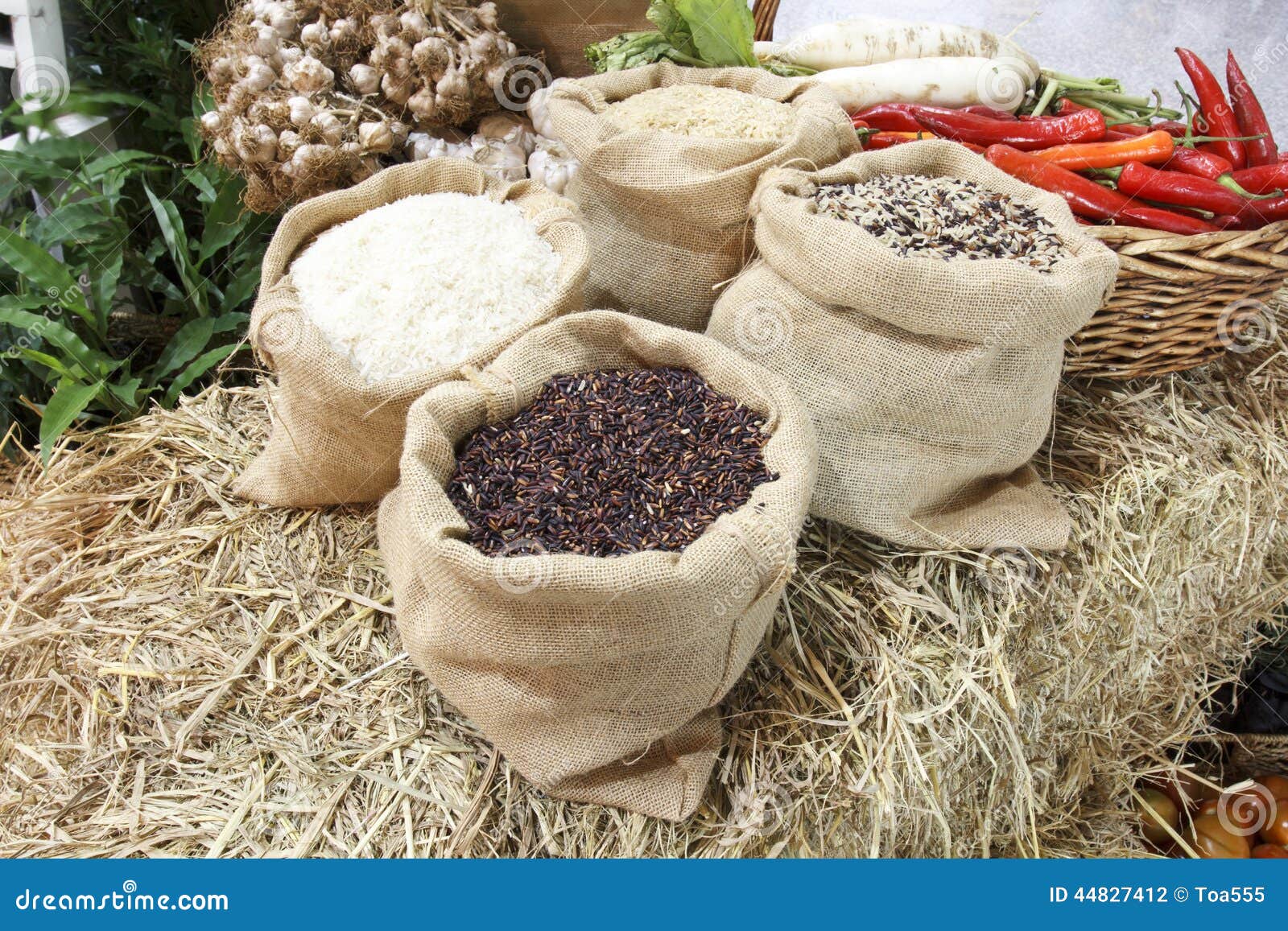 Organic Rice Paddy Farming As Sustainable Environment Development. Rice ...