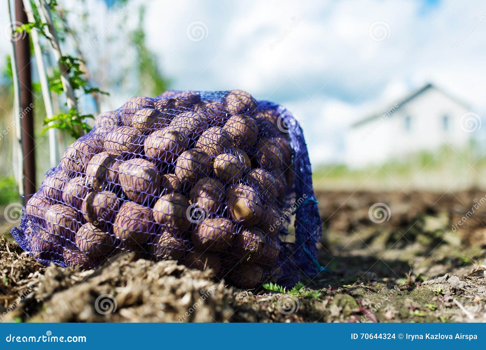 The Bag with Potato Lies on the Earth. Stock Photo - Image of soil ...
