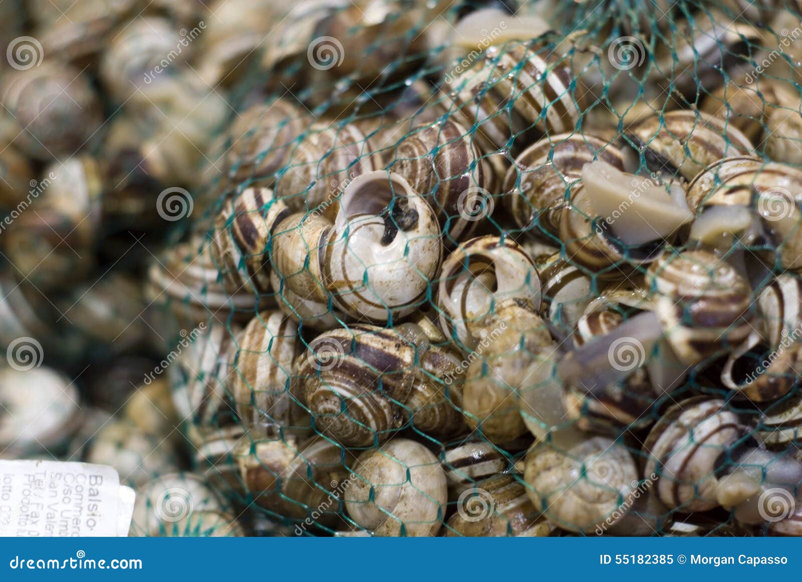 Bag of snails stock image. Image of food, live, natural - 55182385
