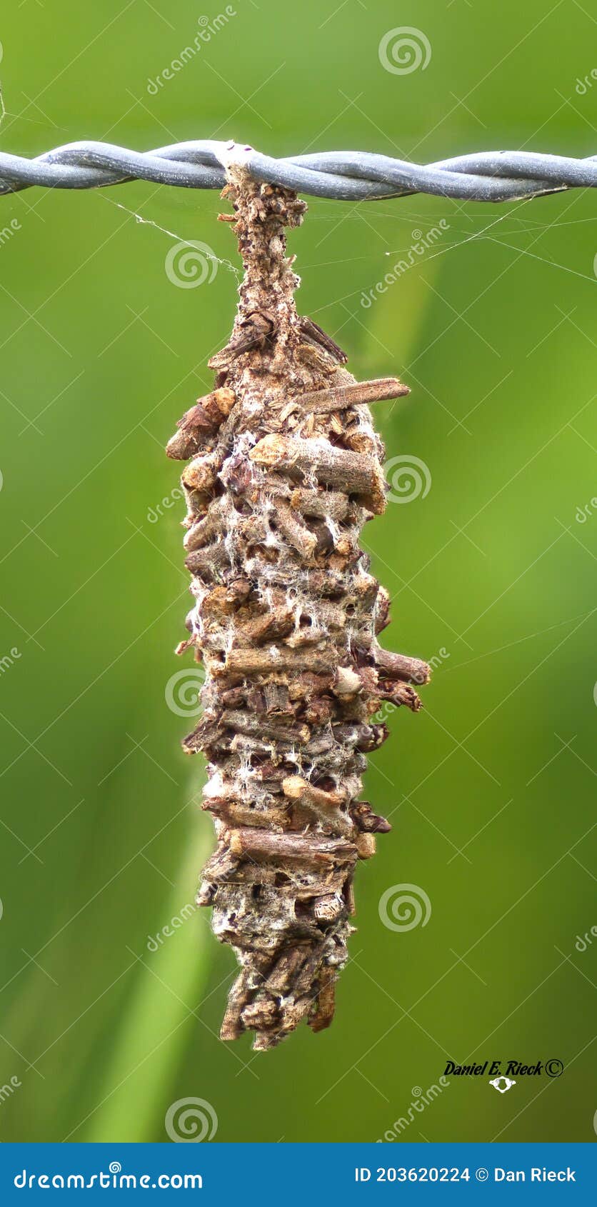 Bag Worm Cocoon Hanging on Barbed Wire Stock Photo - Image of leaf ...