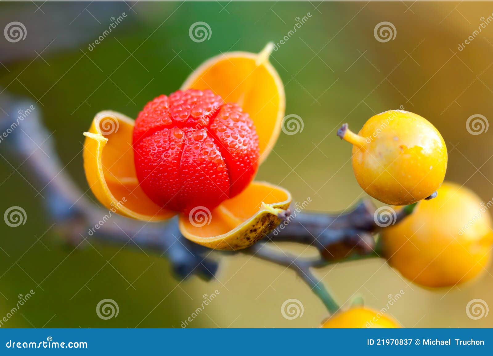 A Baga Agridoce Coberta Primeiro Orvalho Abre Largamente Imagem de ...