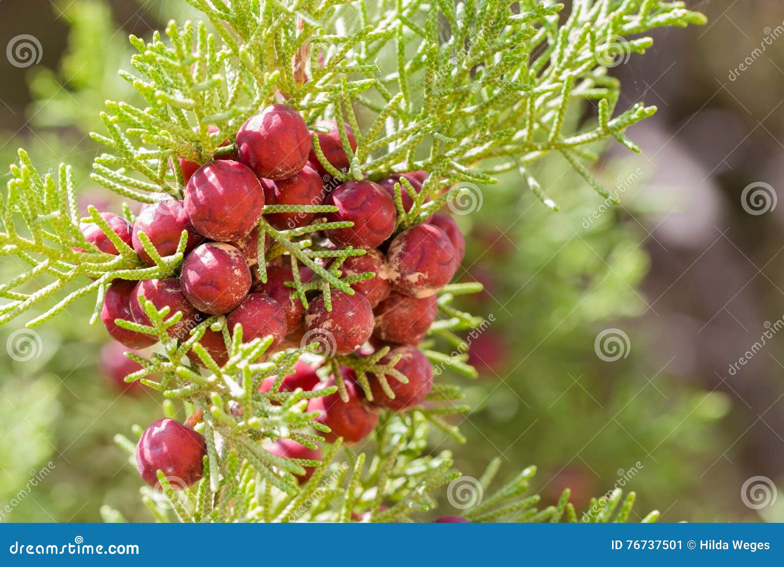 Baga de zimbro selvagem imagem de stock. Imagem de fruta - 76737501