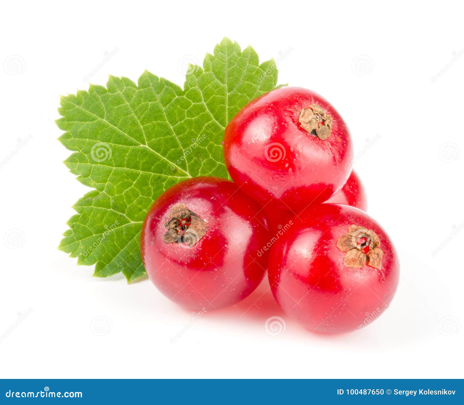 Baga Do Corinto Vermelho Com a Folha Isolada No Macro Branco Do Fundo ...