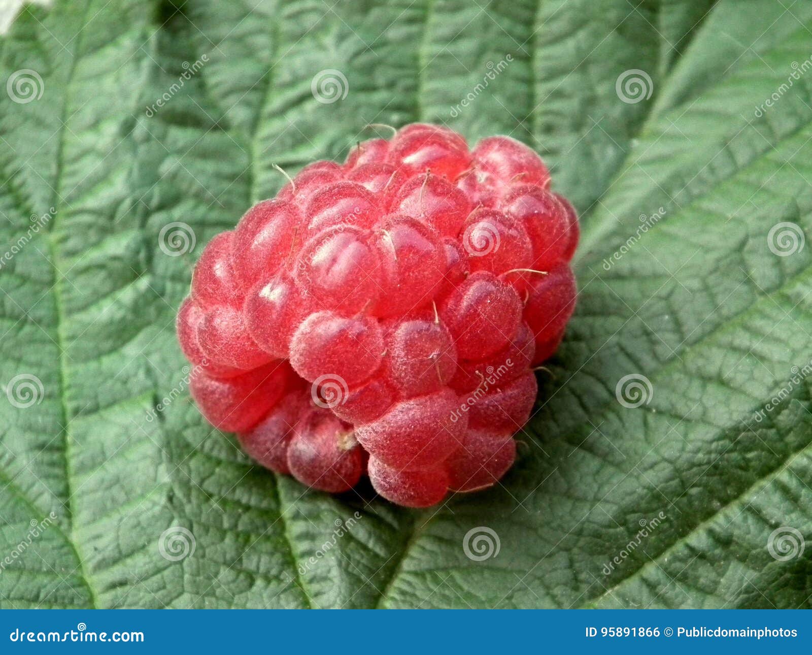 Baga, Framboesa, Fruto, Tayberry Imagem. Imagem: 95891866